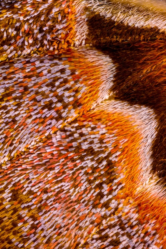 People: Through the lens of Chris Perani – COS Features | COS